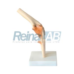 Modelo de Articulação do Cotovelo com Ligamentos - Reinalab