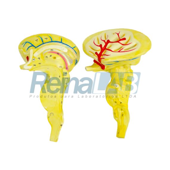 Modelo de Tronco Encefálico em 2 Partes - Reinalab