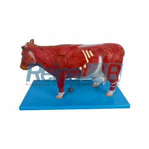 Modelo da Anatomia da Vaca com 12 Partes com Musculatura - Reinalab