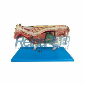 Modelo da Anatomia da Vaca com 12 Partes com Musculatura - Reinalab