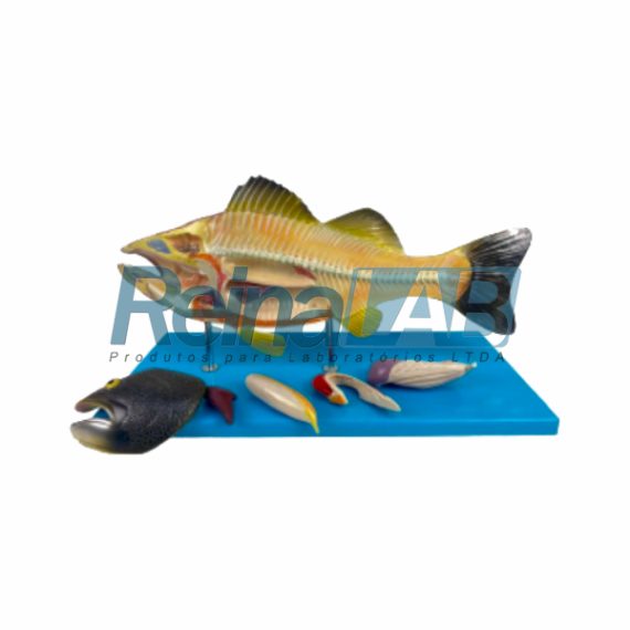 Modelo de Anatomia do Peixe com 6 Partes - Reinalab