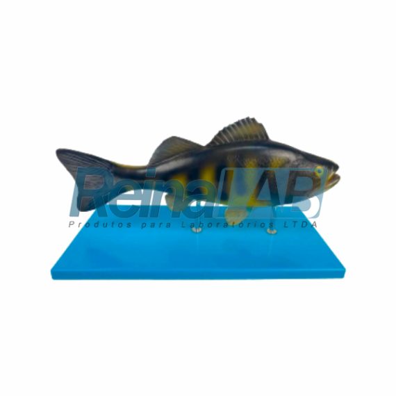 Modelo de Anatomia do Peixe com 6 Partes - Reinalab
