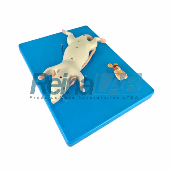 Modelo da Anatomia do Rato em Placa com 6 Partes - Reinalab