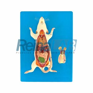Modelo da Anatomia do Rato em Placa com 6 Partes - Reinalab