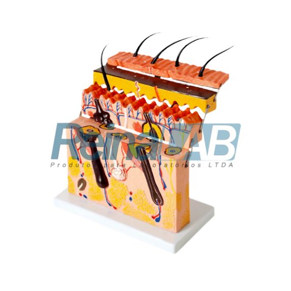 Modelo de Corte de Pele Ampliada em Camadas - Reinalab