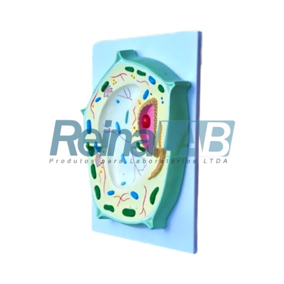 Modelo de Célula Vegetal - Reinalab
