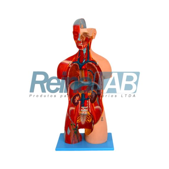 Modelo de Torso Muscular Super Luxo com 32 Partes - Tam. 85cm. - Reinalab